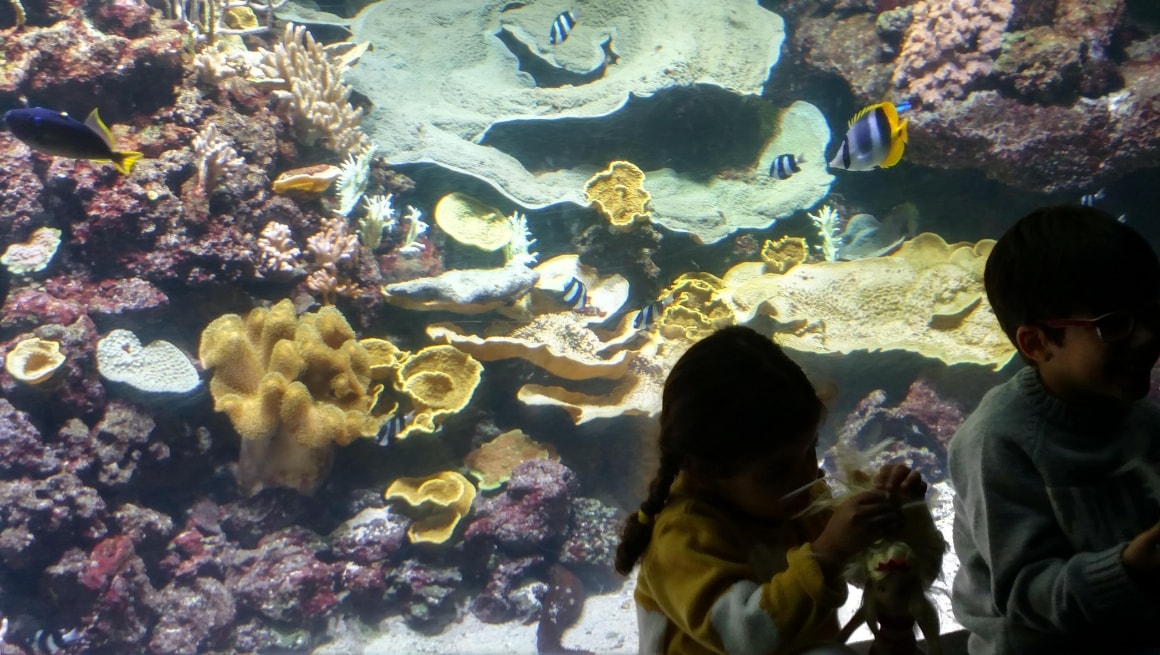 The Best Aquariums To Visit With Kids Around The World