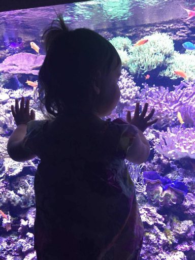 The Best Aquariums To Visit With Kids Around The World