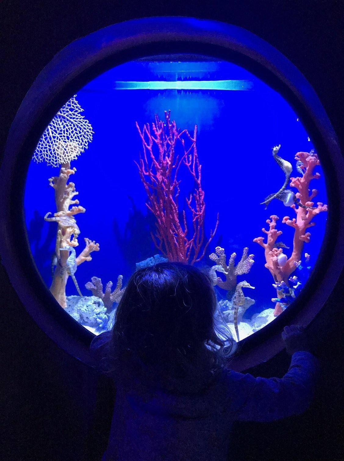 The Best Aquariums To Visit With Kids Around The World