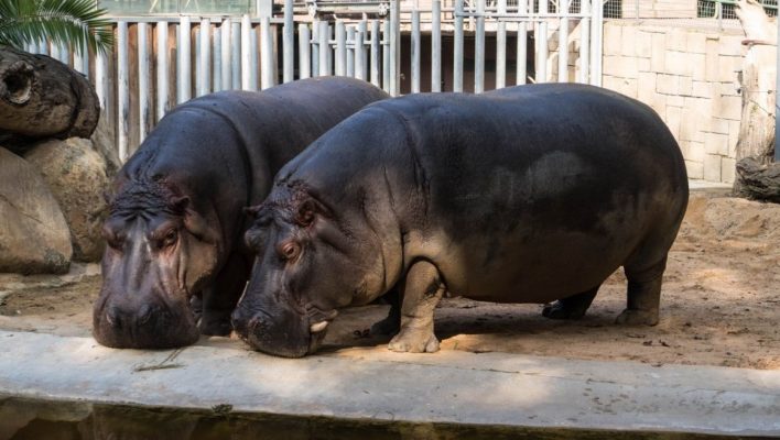 Best Zoos to Visit with Kids in the World