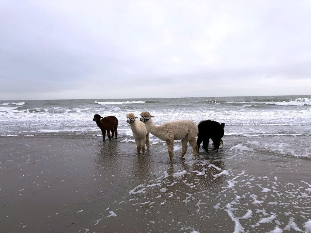 Best Alpaca Trekking and Alpaca Walks Ireland has to Offer Families ...